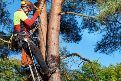 Climbing Essentials: Ascenders and Descenders for Arborists | Western ...