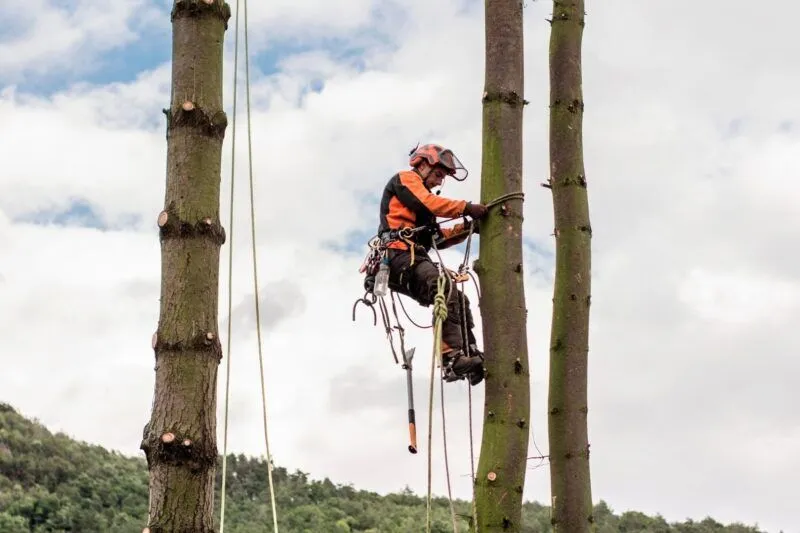Climbing Essentials: Ascenders and Descenders for Arborists | Western ...
