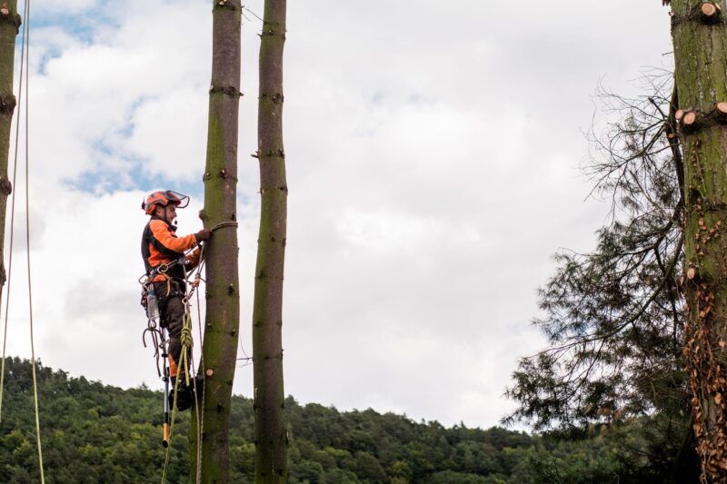 New Year, New Gear: Essential Arborist Equipment For 2026 | Western ...