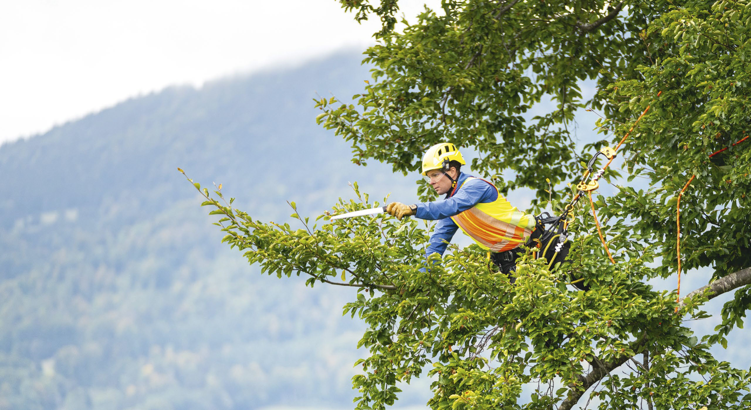 Western Tree Equipment & Repairs | Arborist + Tree Climbing Gear