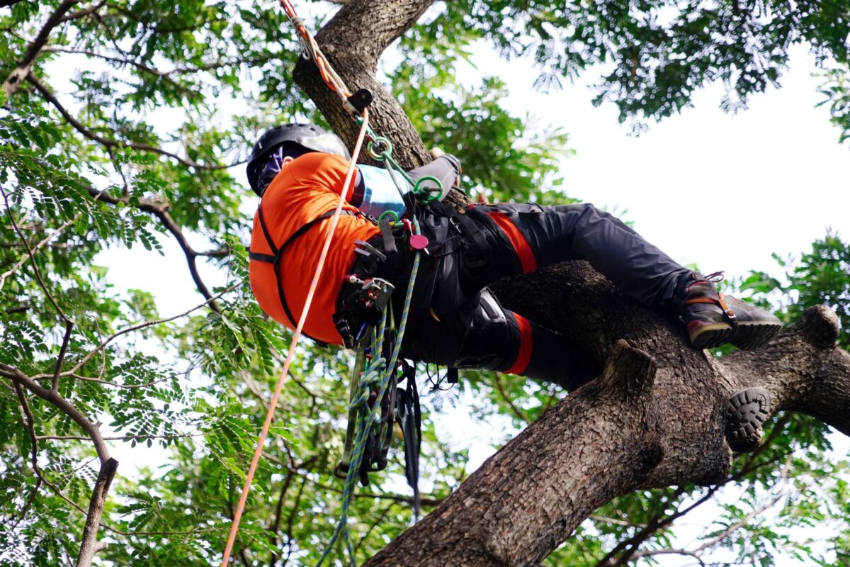 Your Arborist Rope Safety Guide | Western Tree Equipment & Repairs