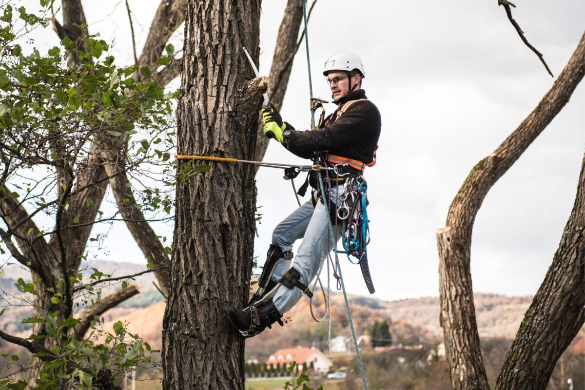 The Importance Of Proper Saddles In Professional Tree Work | Western ...